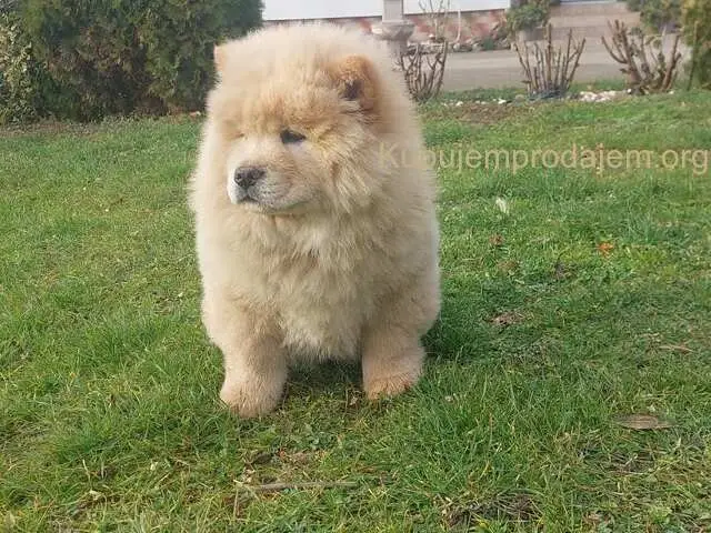 Cena na upit
Cau cau Chow chow stenad