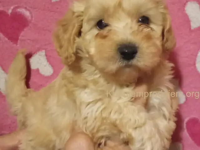 200 din
MALTIPOO stenad