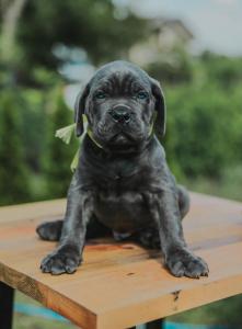 Cane Corso štenci