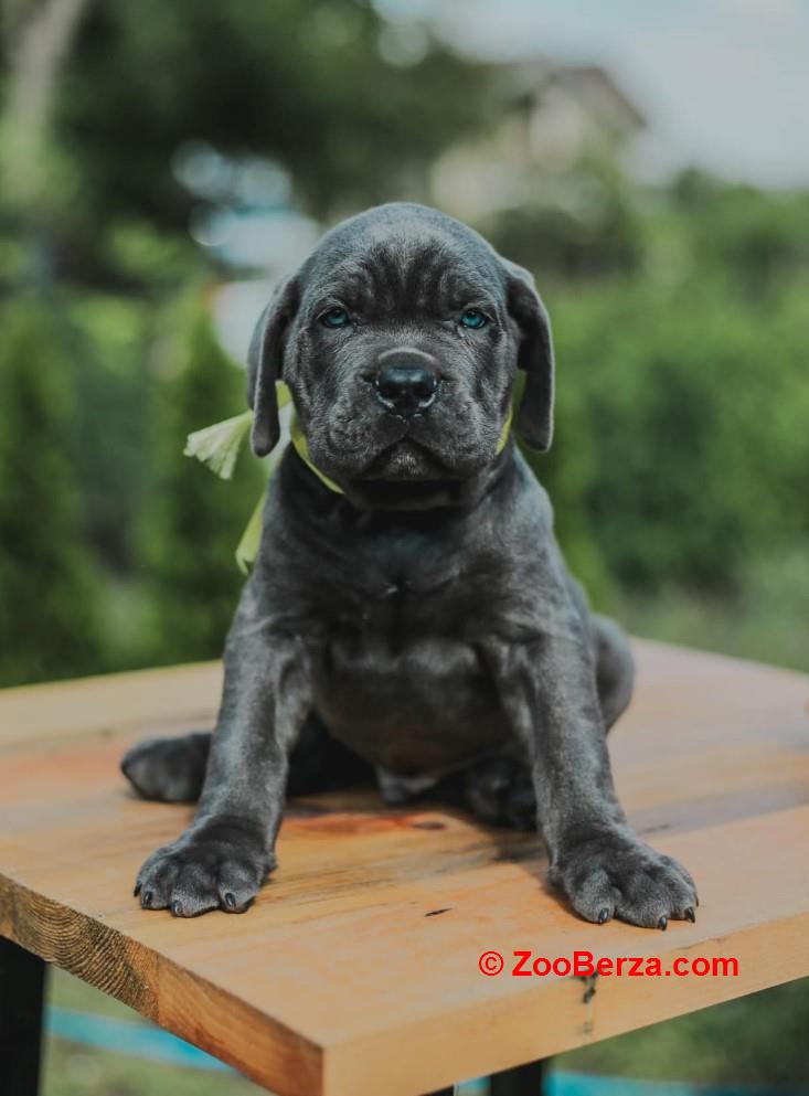 Cane Corso štenci