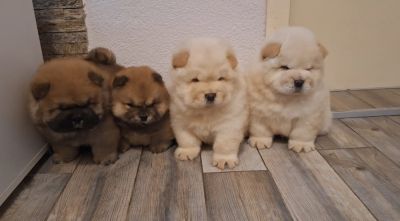 Chow chow