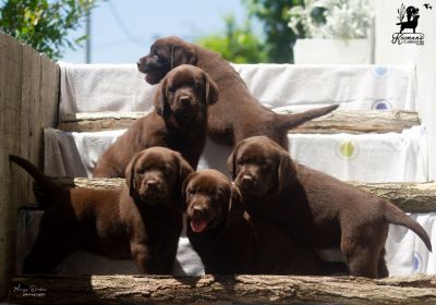 Labrador Retriver štenci