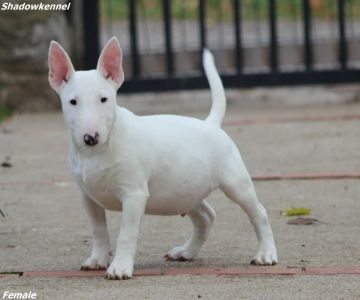 Mini Bull Terijer štenci