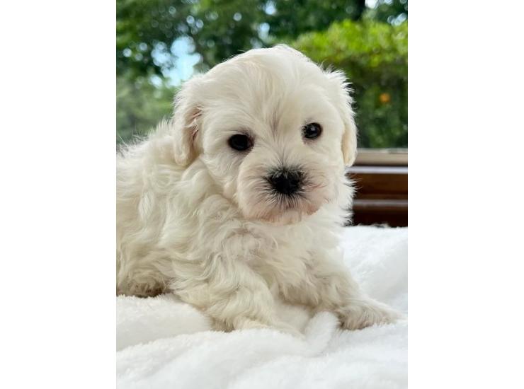 Stenci Maltipoo