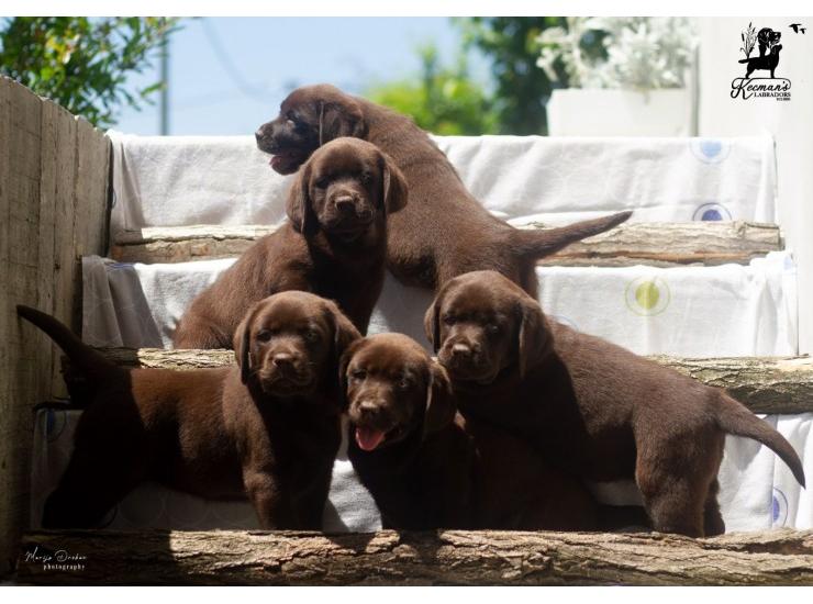 Labrador Retriver štenci