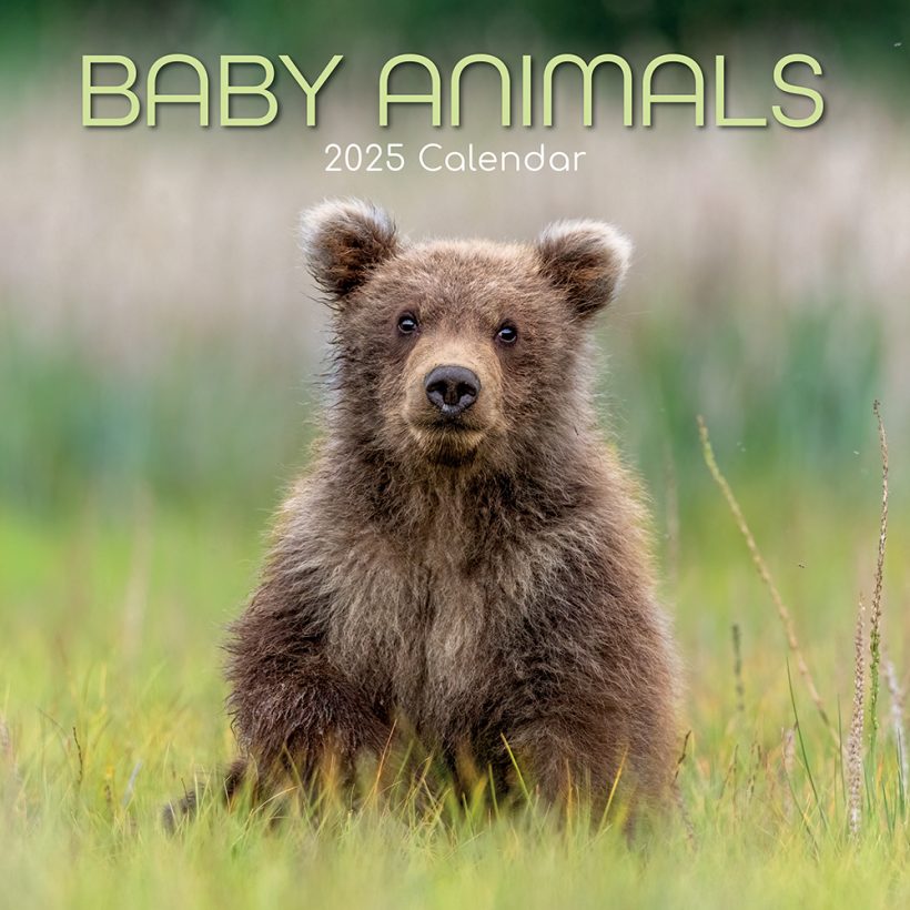 2025 Square Wall Calendar – Baby Animals