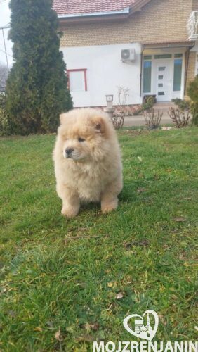 Cau cau Chow chow stenad