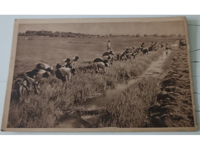 Razglednica..Frontovska brigada ..1950