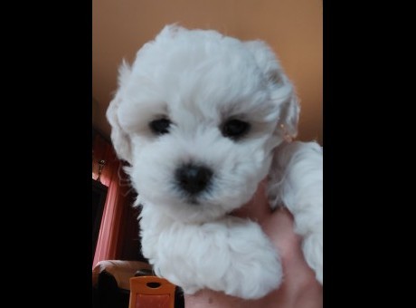 Coton de tulear