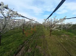 Prodaja Ostale nekretnine - Alibunar