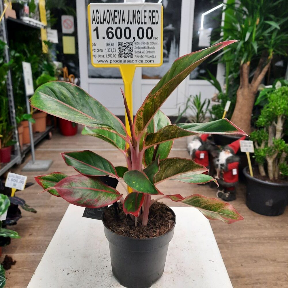 Aglaonema Jungle Red 40 cm