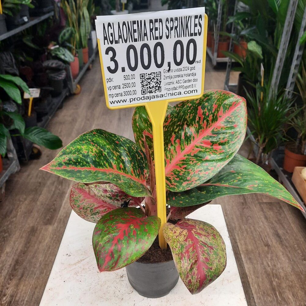 Aglaonema Red Sprinkles 45 cm