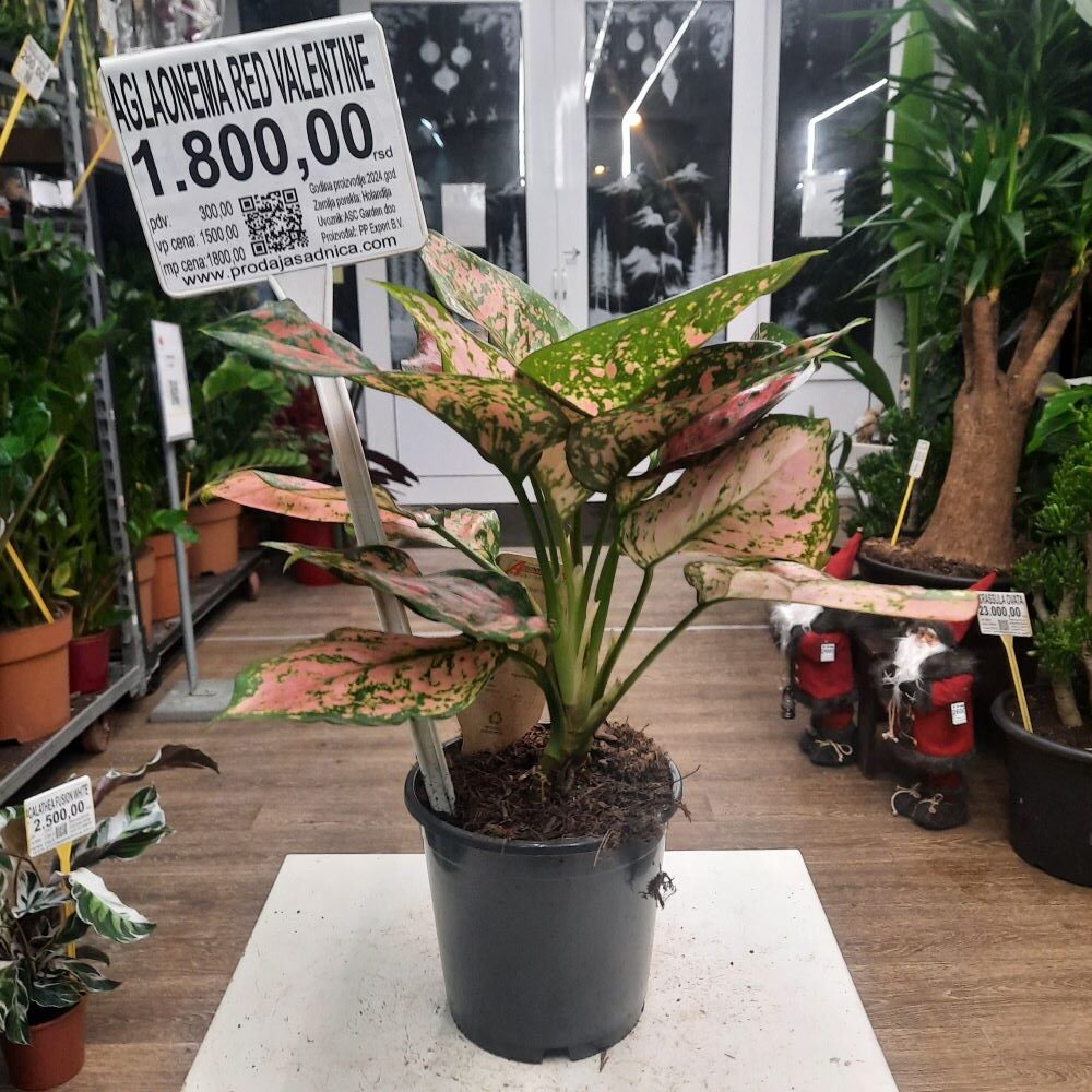 Aglaonema Red Valentine 40 cm