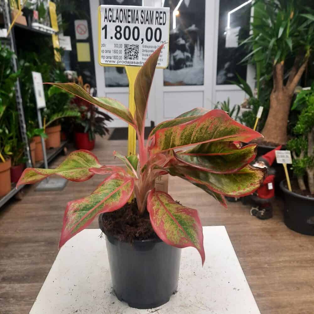 Aglaonema Siam Red 40 cm