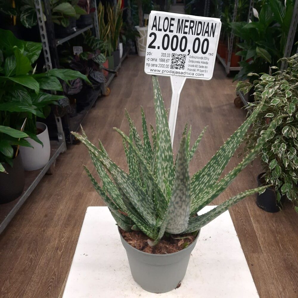 Aloe Meridiaan 30 cm