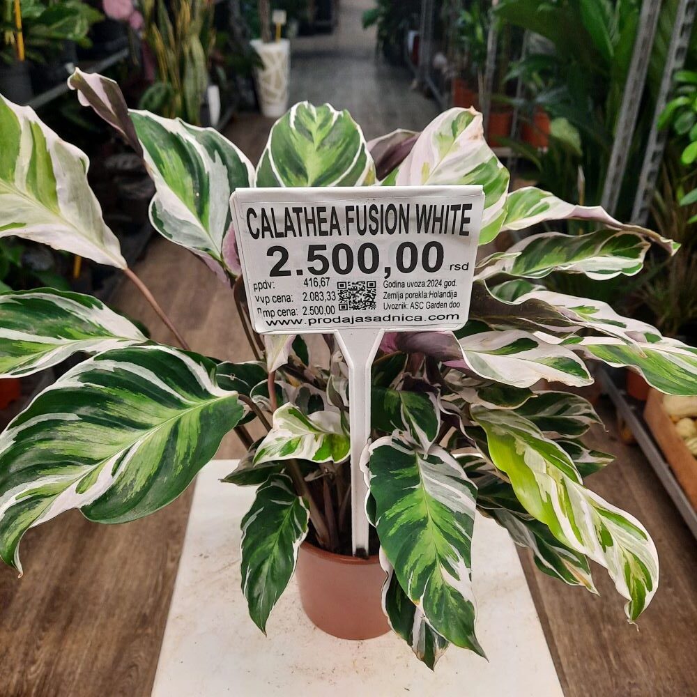 Calathea Fusion White 40 cm