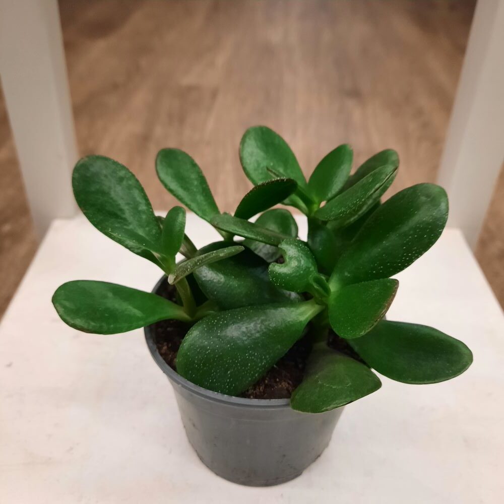 Crassula ovata 12 cm