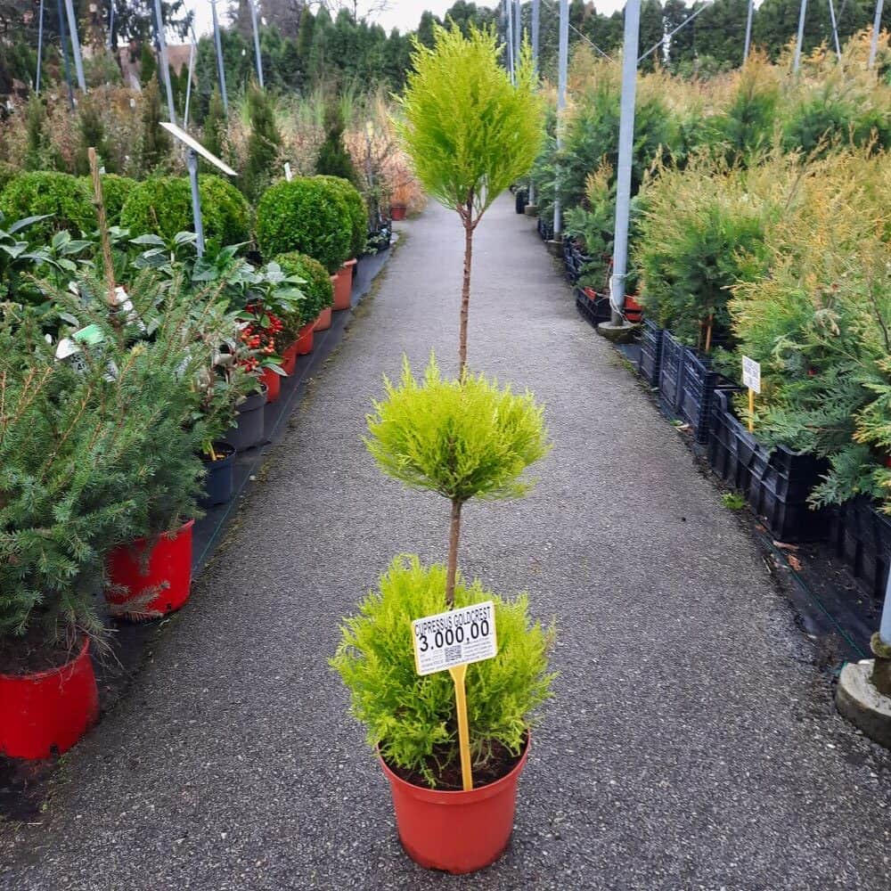 Cupressus Goldcrest Wilma – Sobni čempres 95 cm