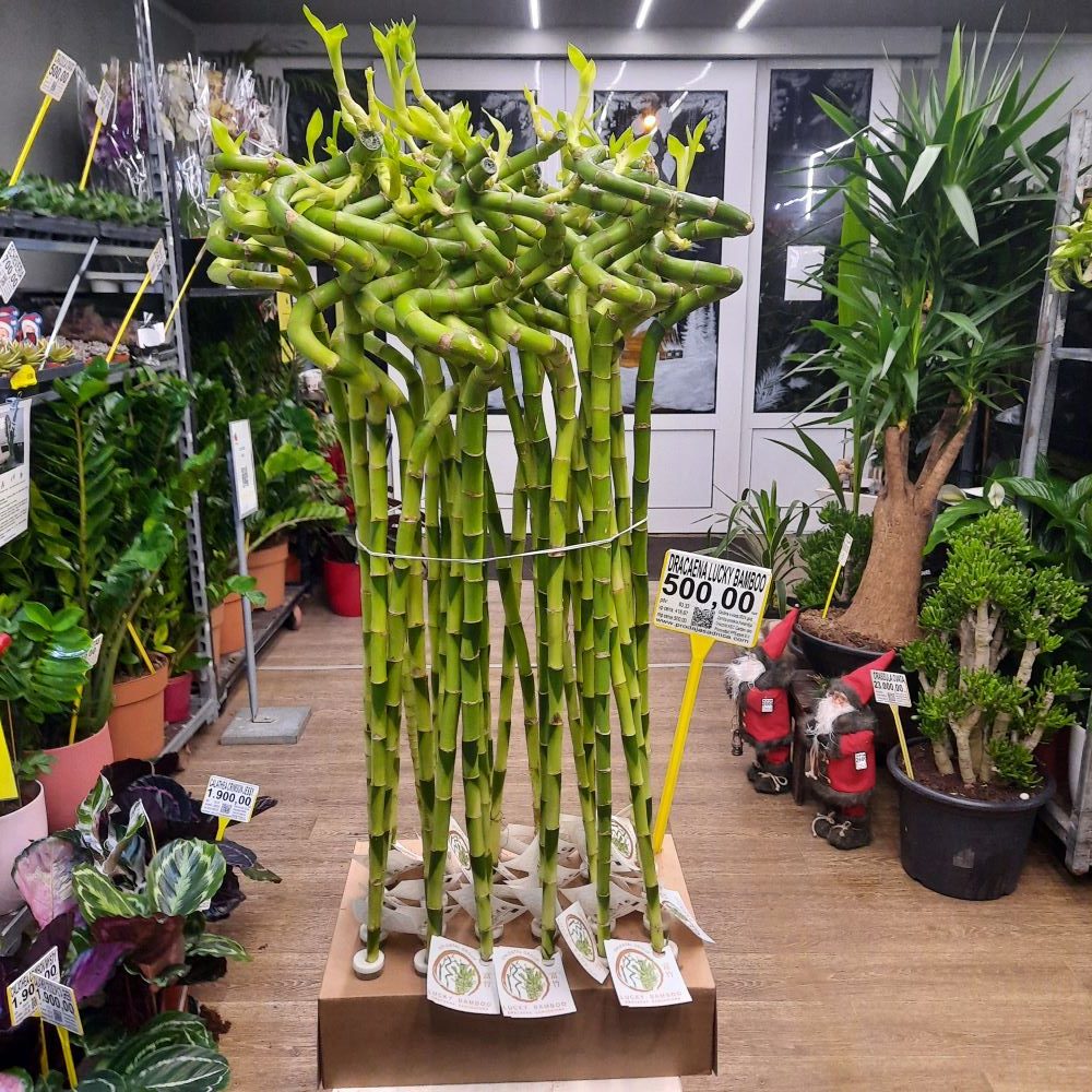 Dracaena Lucky Bamboo 80 cm