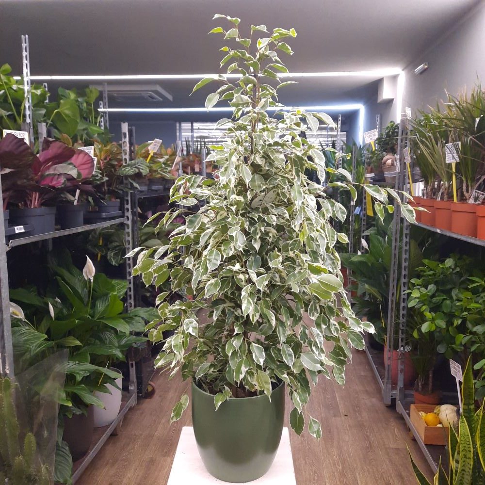 Ficus benj. Twilight 110 cm