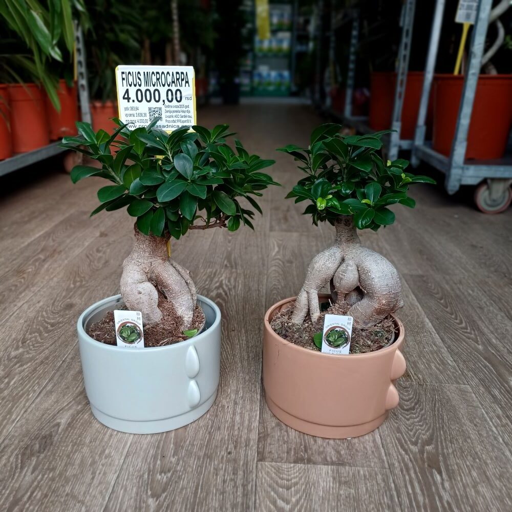 Ficus microcarpa Ginseng 45 cm