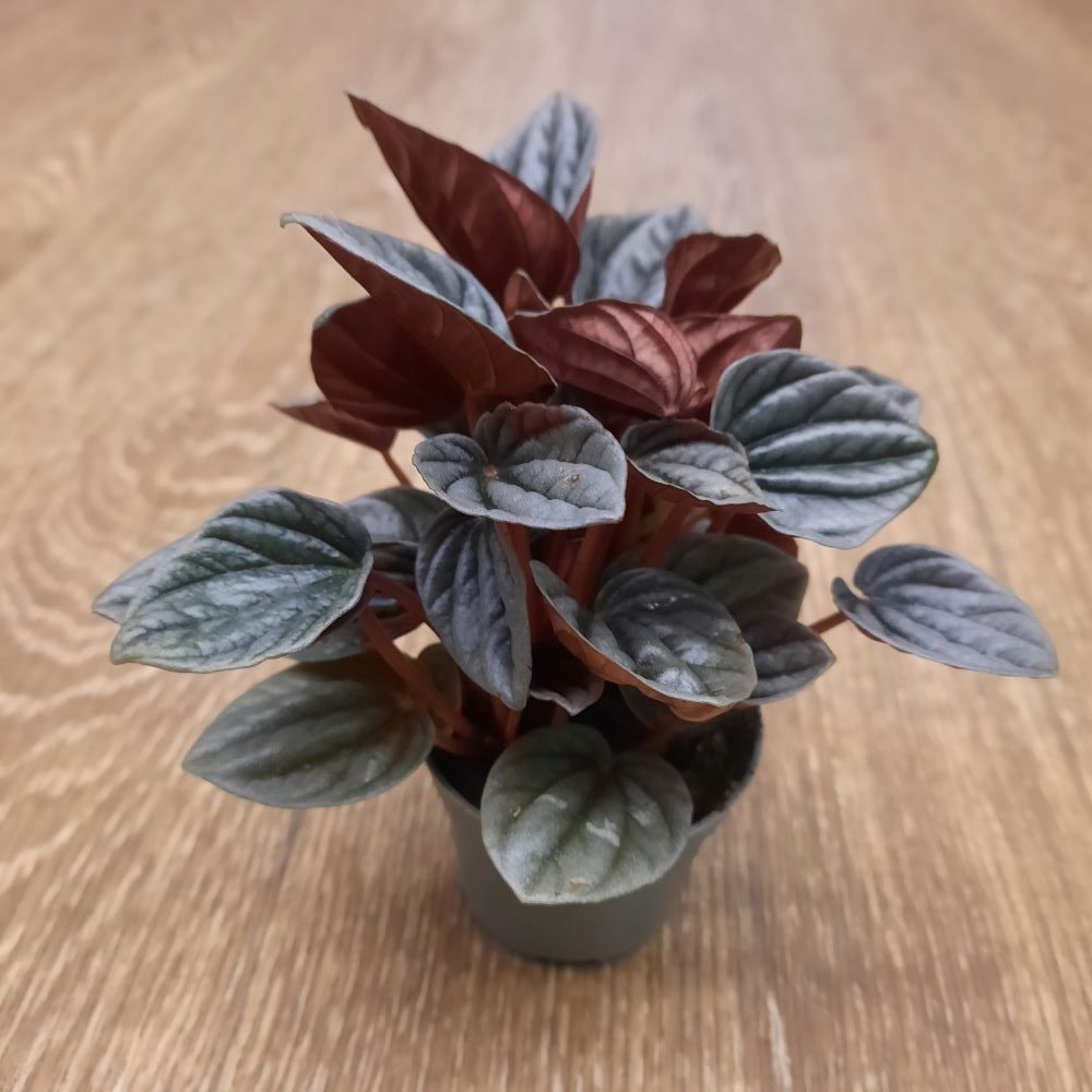 Peperomia Caracas 12 cm