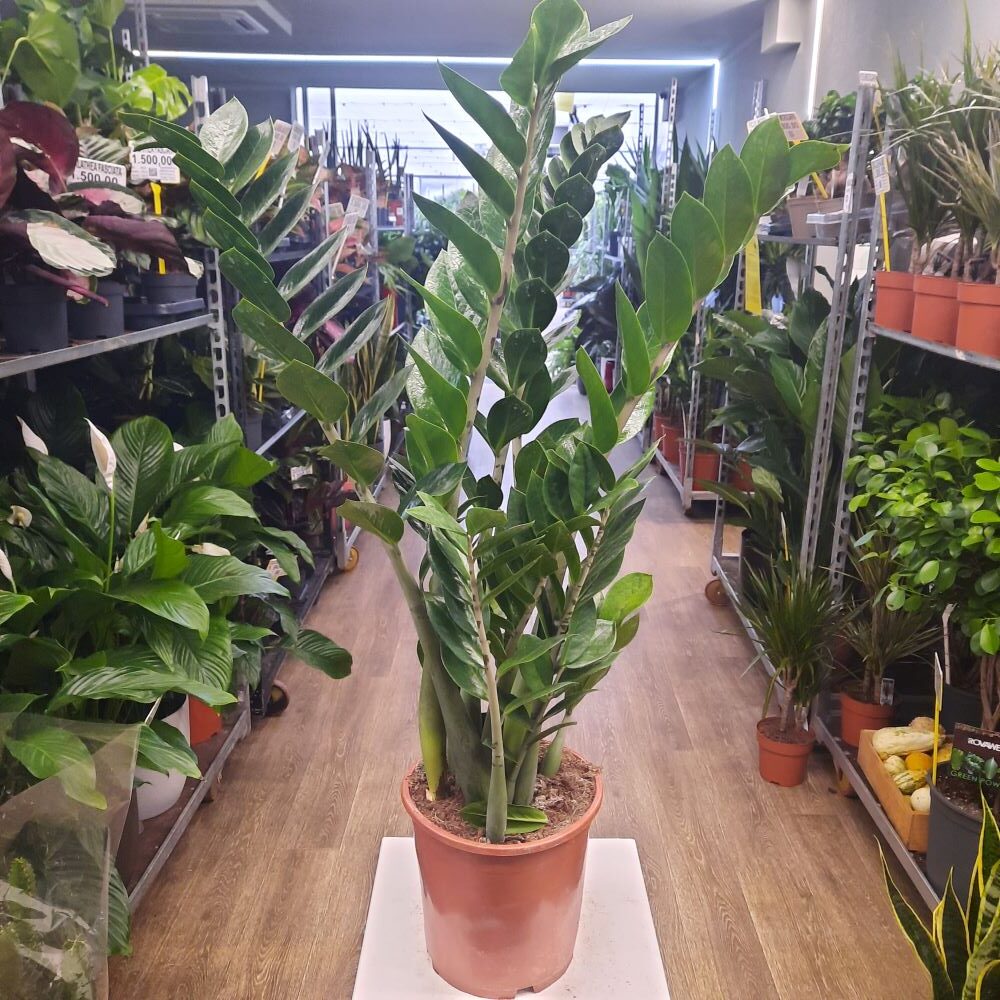 Zamioculcas zamiifolia 90 cm