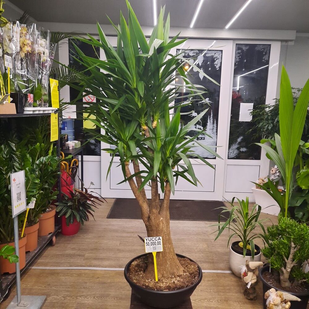 Yucca single stem – Drvo života 160 cm