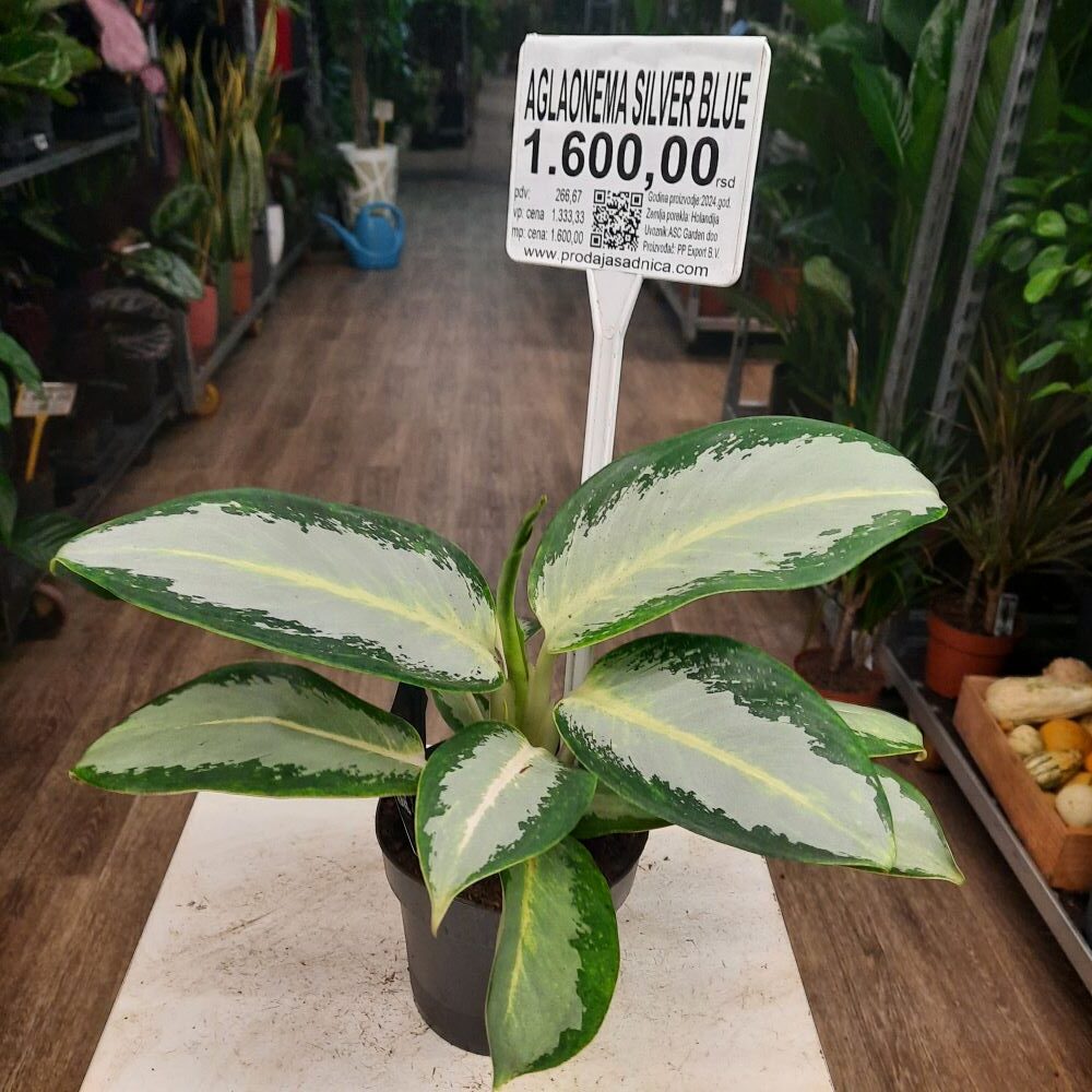 Aglaonema Silver Blue 30 cm