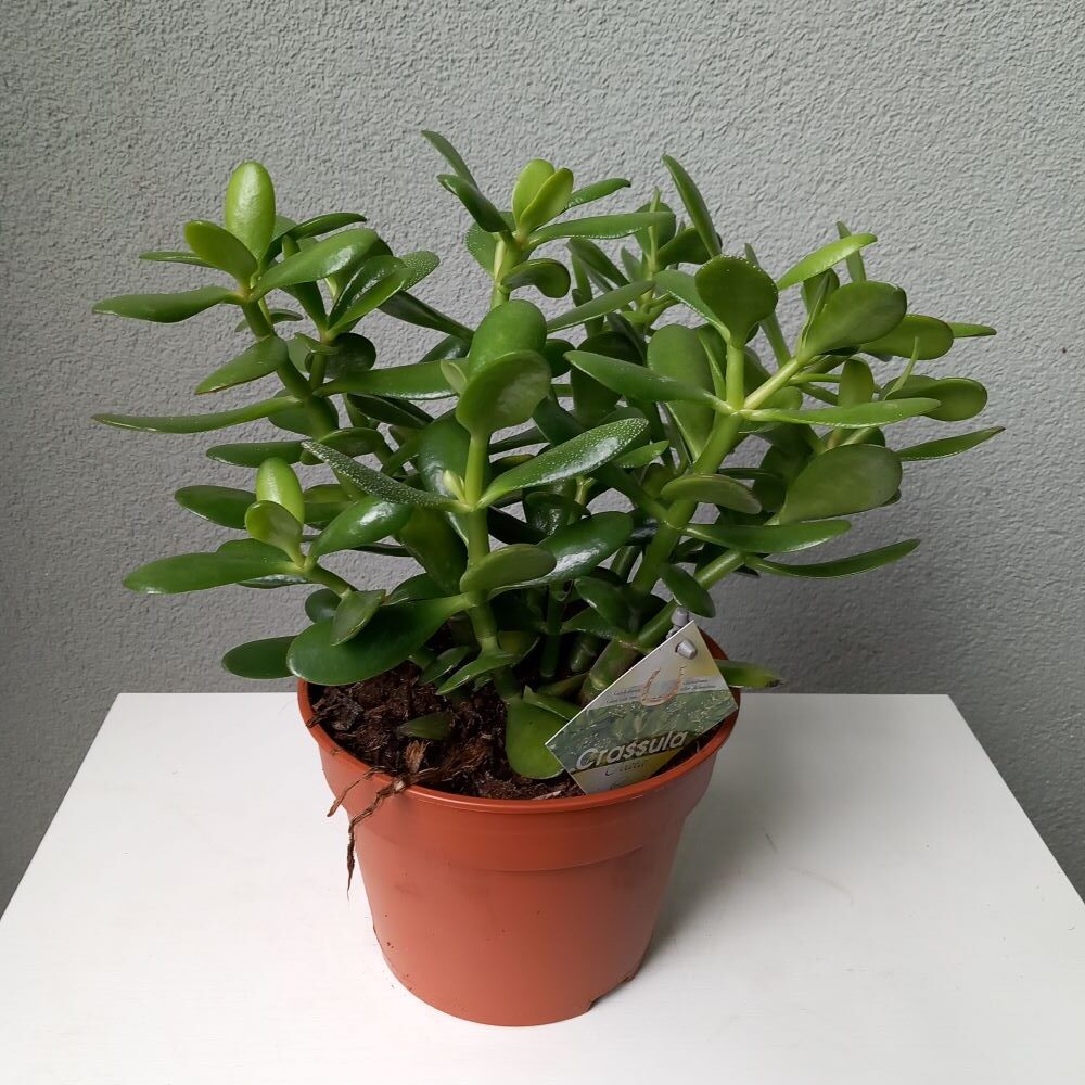 Crassula ovata Portulaca – Parica 24 cm