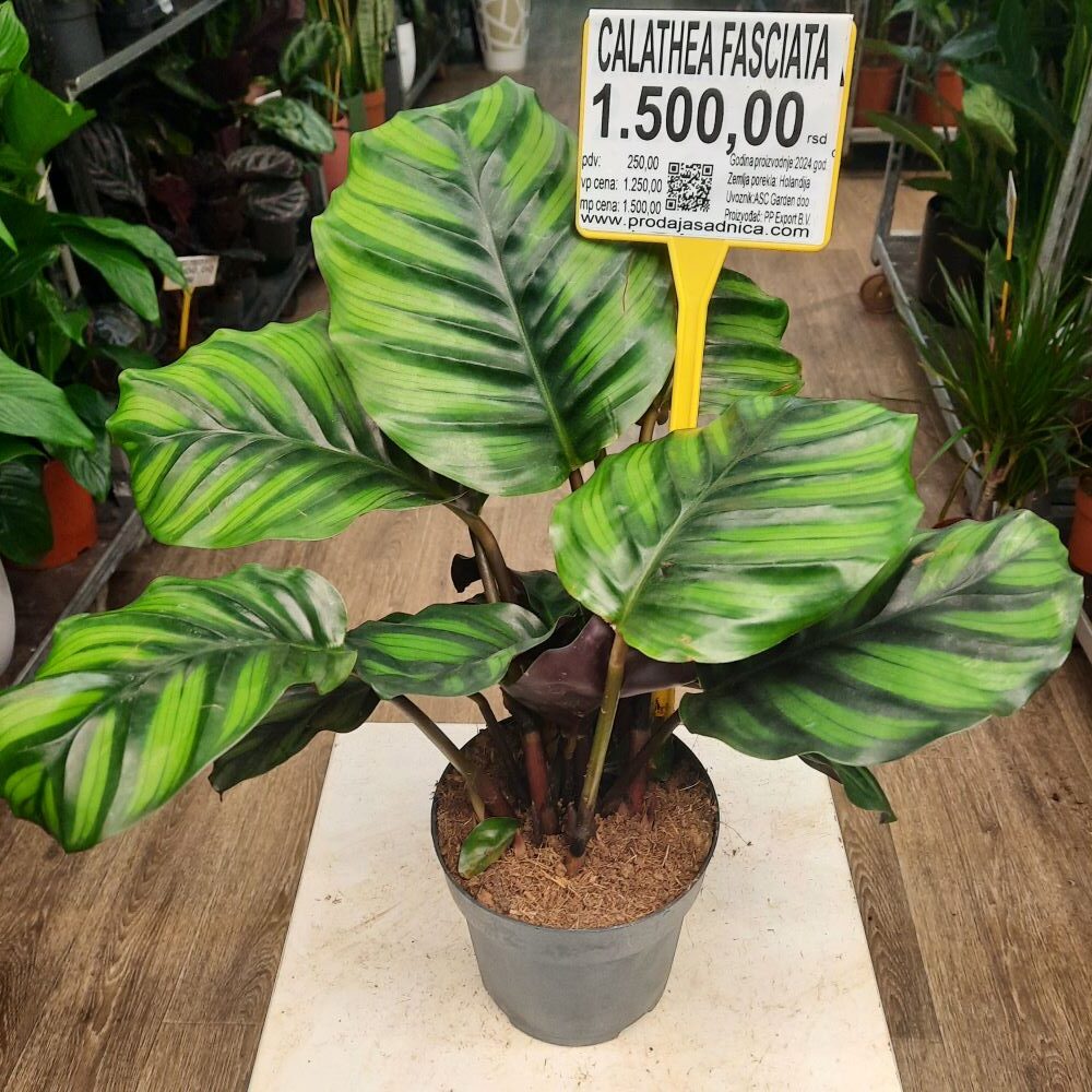 Calathea fasciata 50 cm