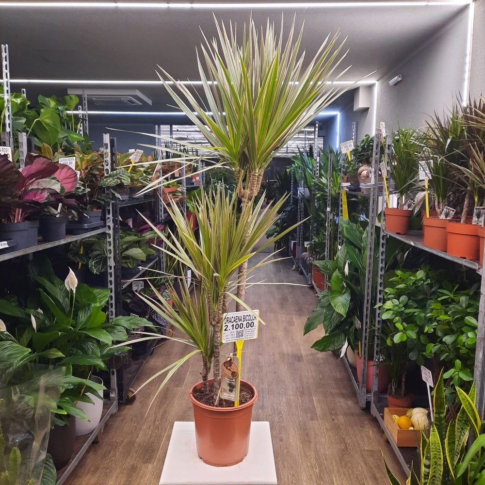 Dracaena marg. Bicolor 120 cm