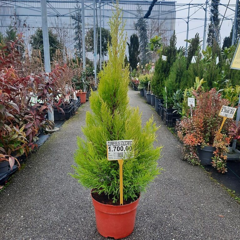 Cupressus Goldcrest Wilma – Sobni čempres 80 cm