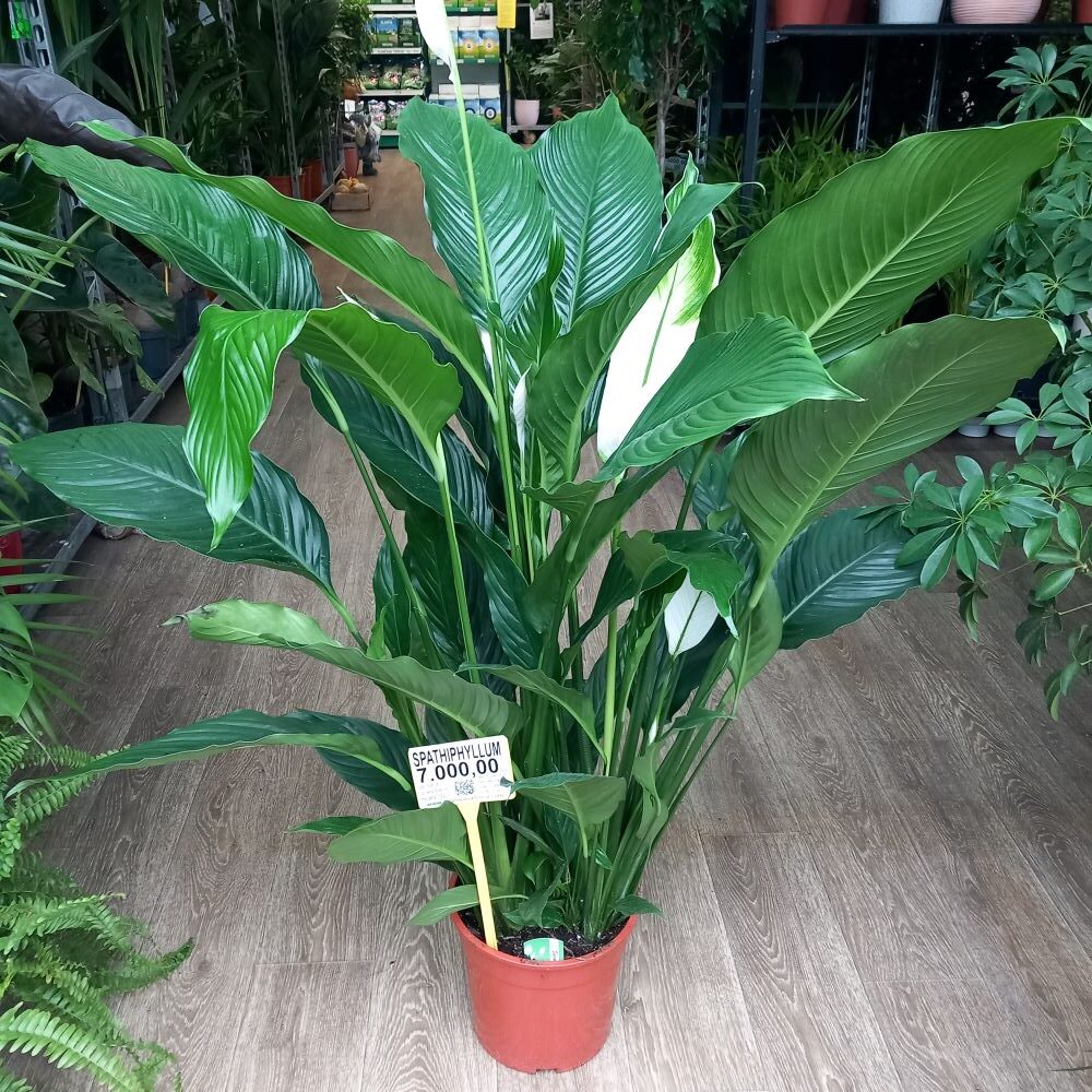 Spathiphyllum Sweet Sebastiano 130 cm