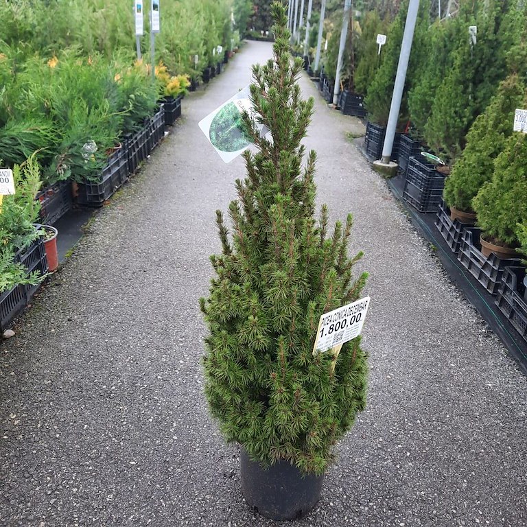 Picea glauca December 75 cm