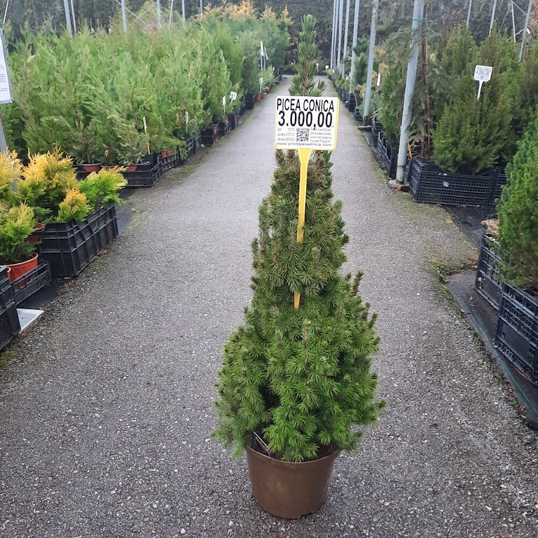 Patuljasta smrča – Picea glauca conica 85 cm