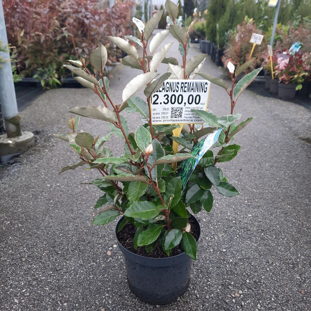 Eleagnus Remaining 45 cm