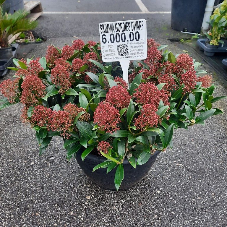 Skimmia japonica Godries Dwarf 30 cm