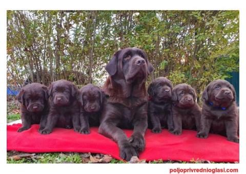 Labrador retriver čokoladni štenci