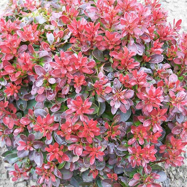 Berberis Atropurpurea Bagatelle