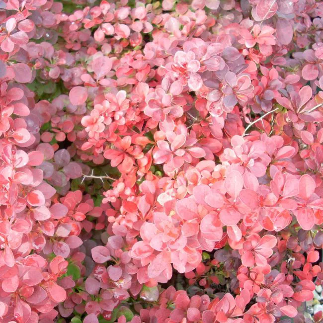 Berberis Atropurpurea Nana