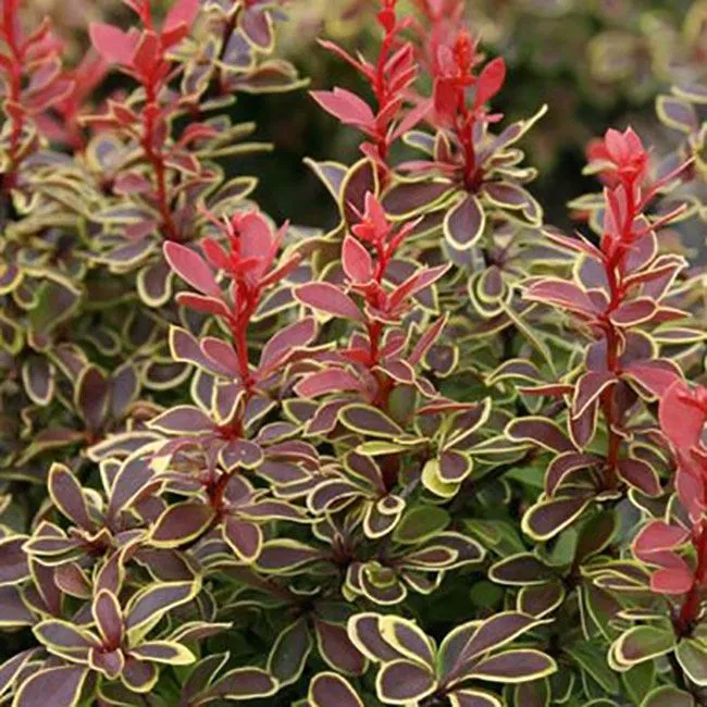 Berberis thunbergii Coronita