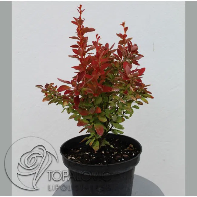 Berberis thunbergii Orange Ice