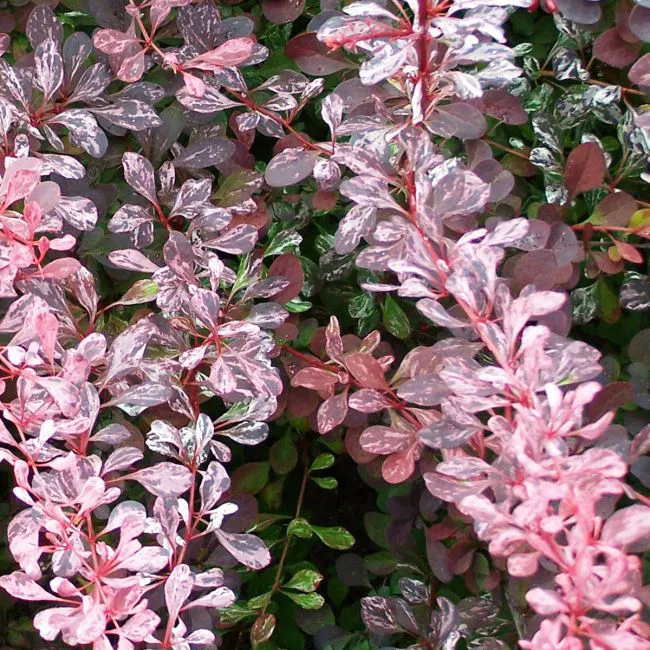 Berberis thunbergii Rosy Rocket