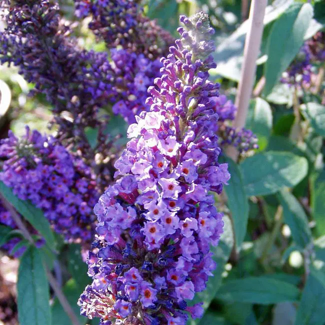 Buddleia davidii Empire Blue