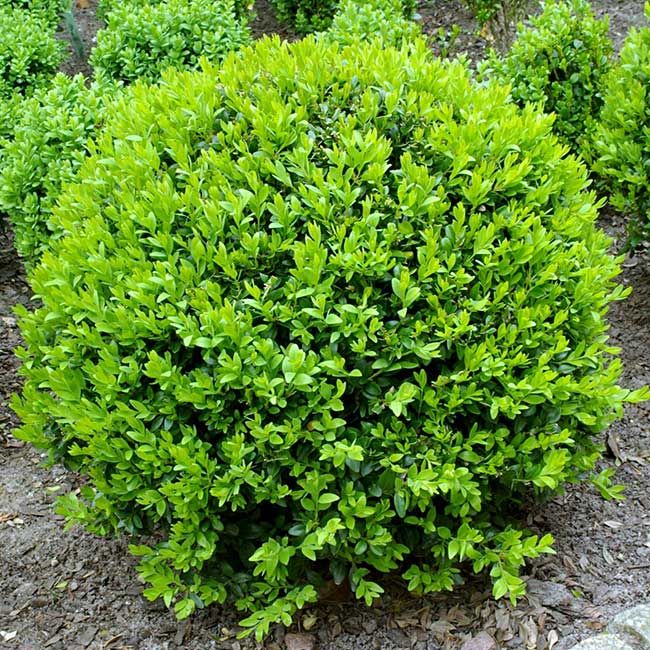 Buxus microphylla Faulkner