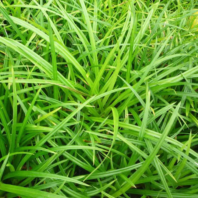 Carex morrowii Irish Green