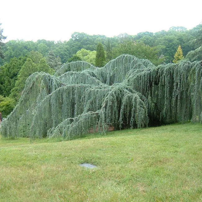 Cedrus atlantica Glauca Pendula