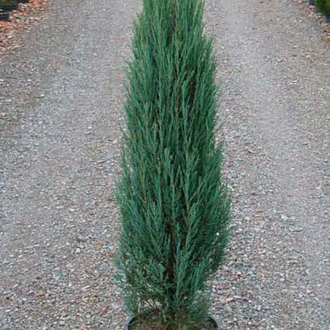 Juniperus scop. Blue Arrow