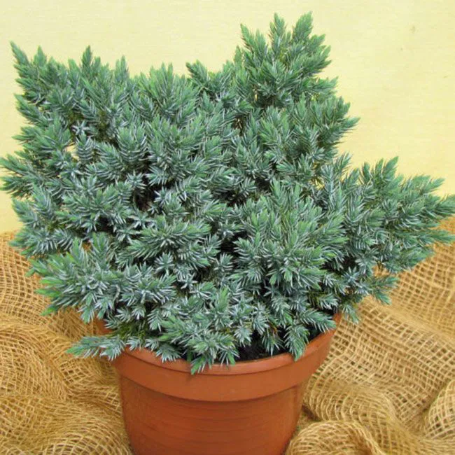 Juniperus Blue Star